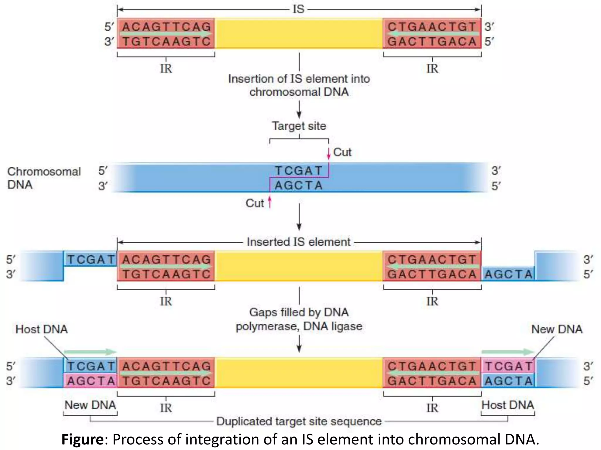 Mobile DNA Element-Transposable ! | PPTX