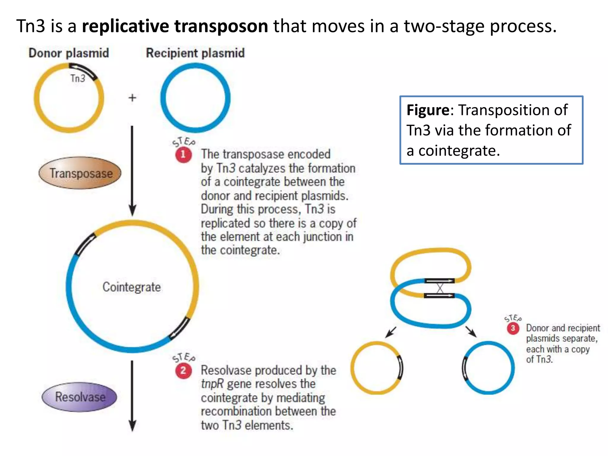 Mobile DNA Element-Transposable ! | PPT
