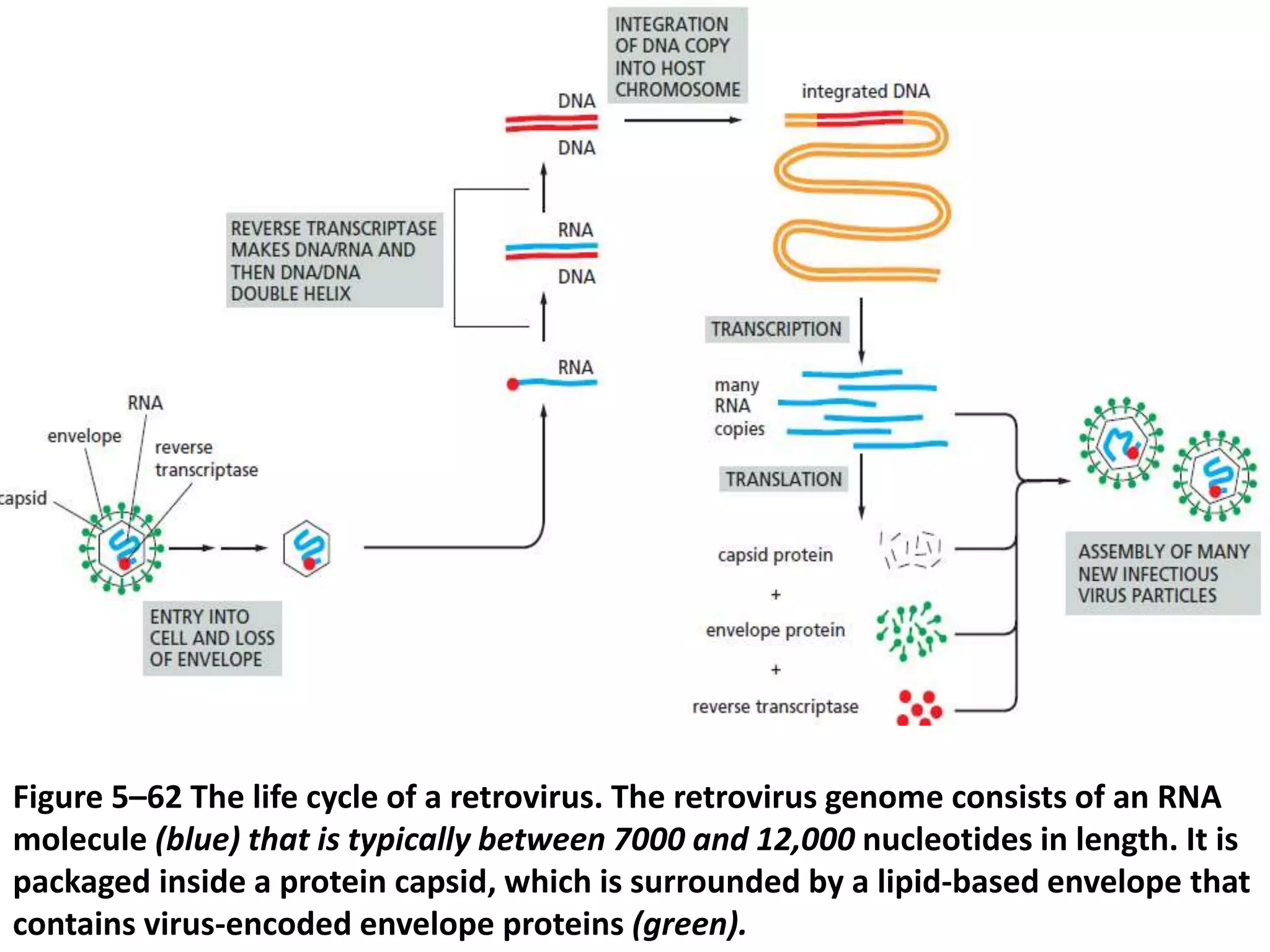 Mobile DNA Element-Transposable ! | PPT