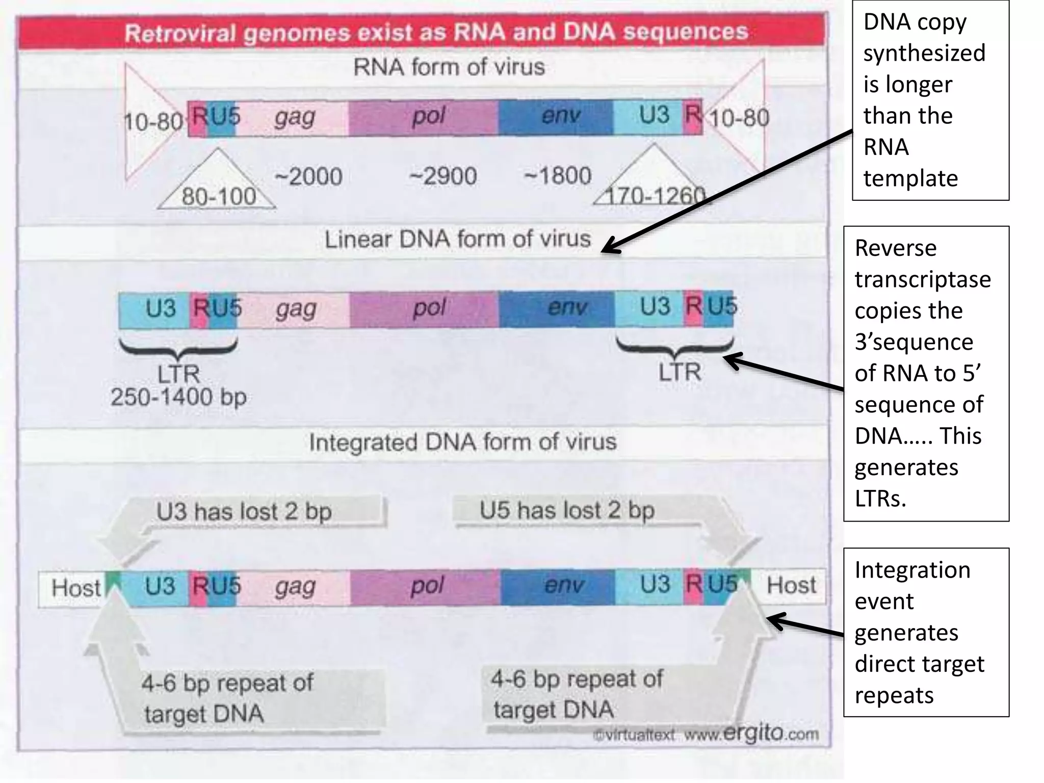Mobile DNA Element-Transposable ! | PPT