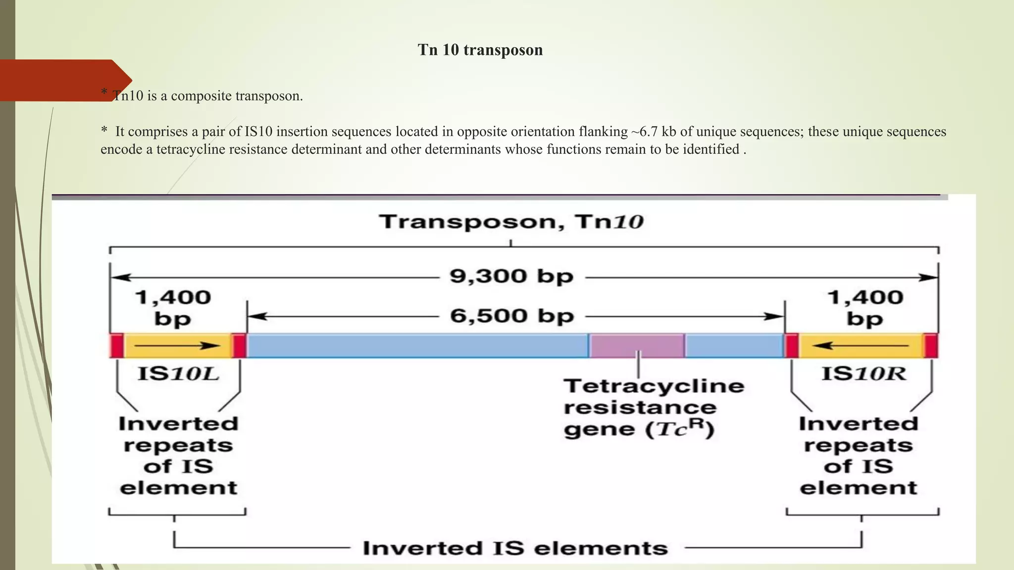 Mobile DNA elements | PDF