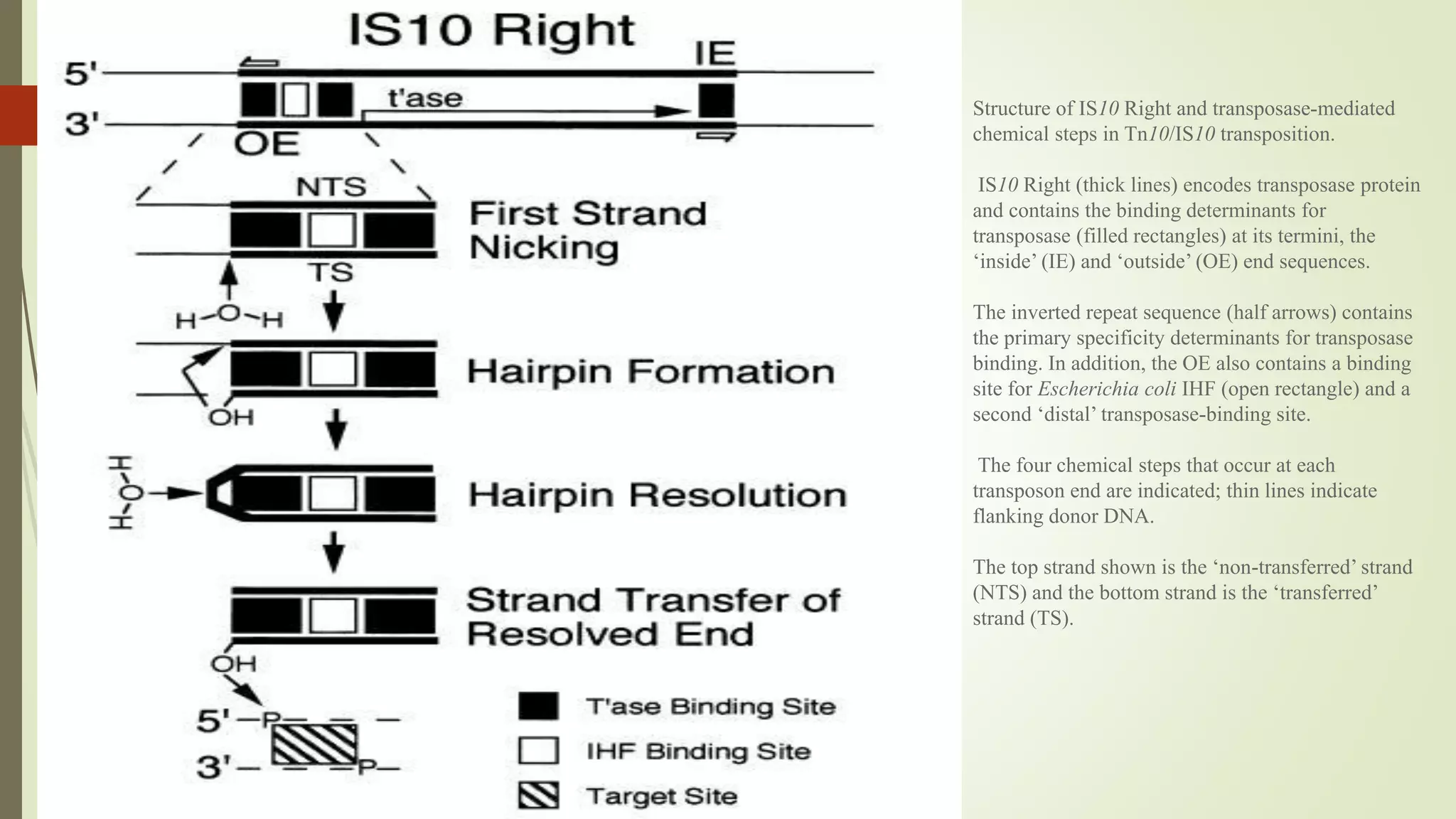 Mobile DNA elements | PDF