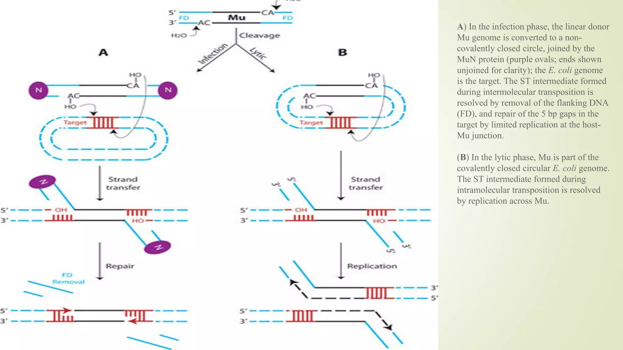Mobile DNA elements | PDF