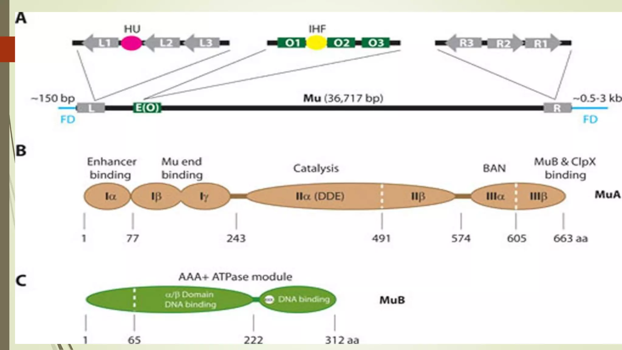 Mobile DNA elements | PDF