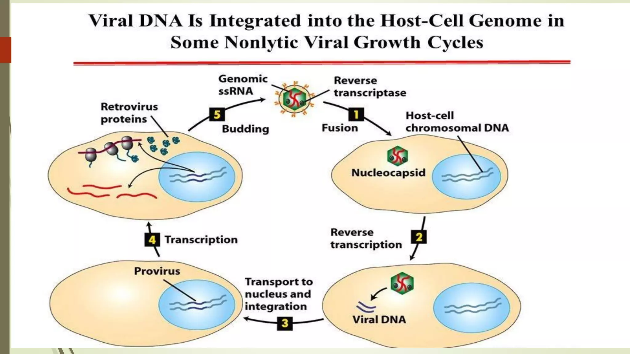 Mobile DNA elements | PDF