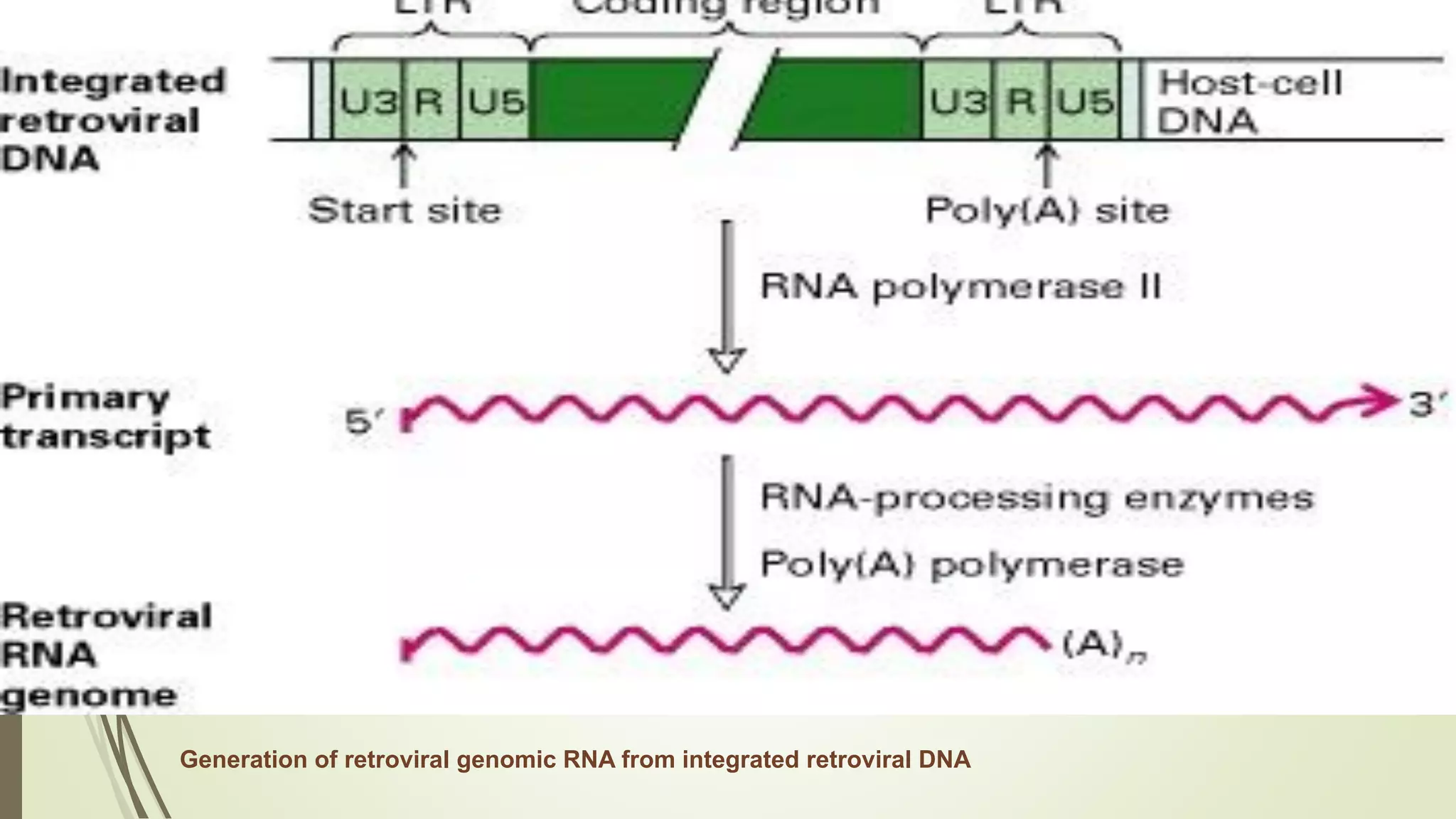 Mobile DNA elements | PDF