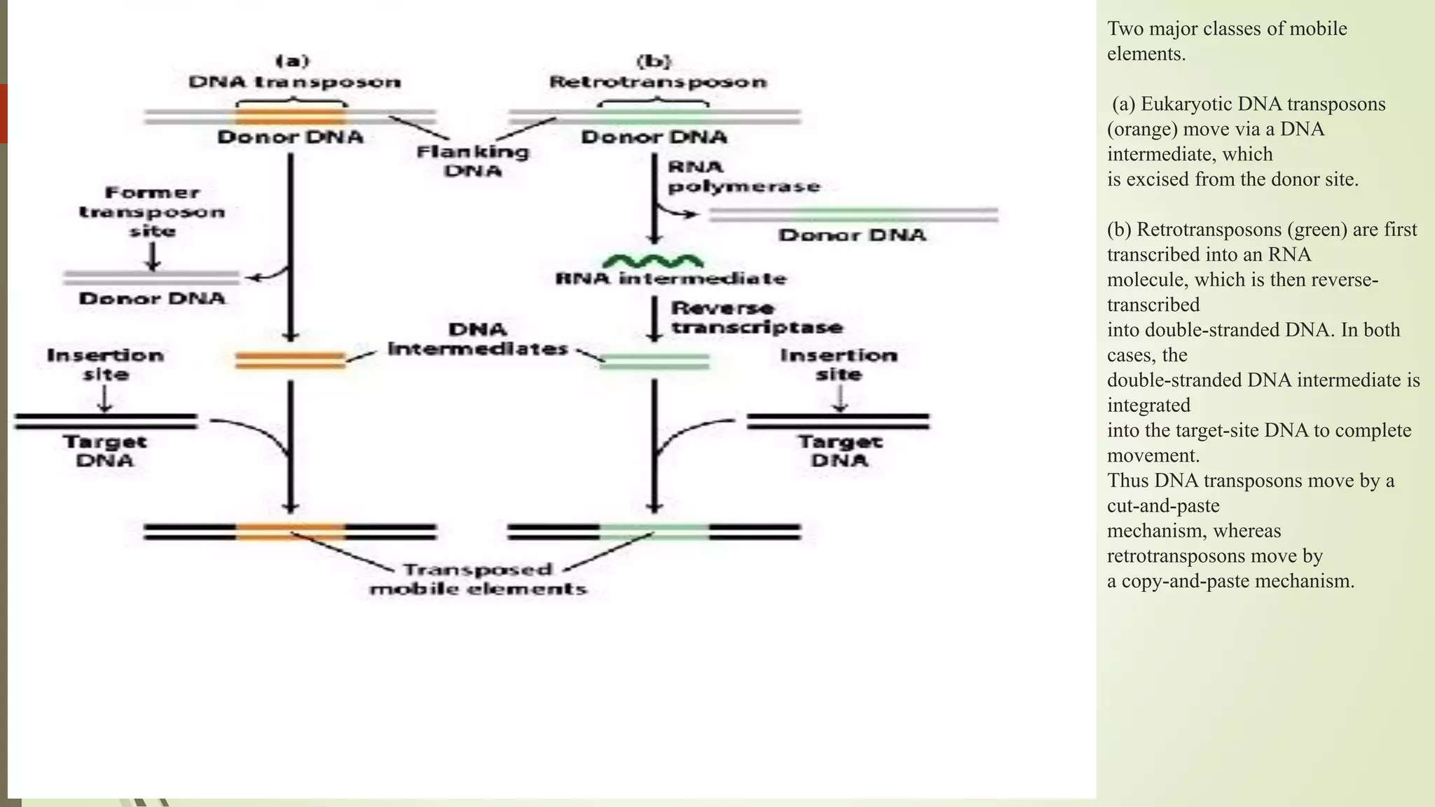 Mobile DNA elements | PDF