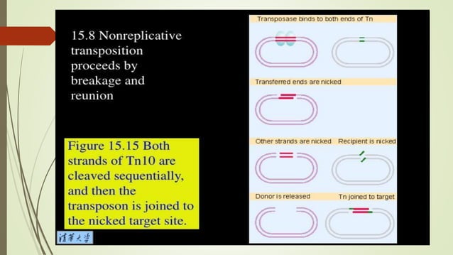 Mobile DNA elements | PDF
