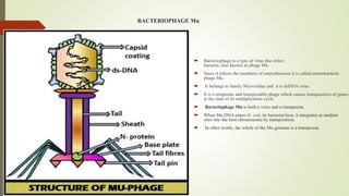 Mobile DNA elements | PDF
