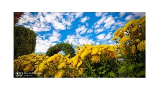 Mobile photography ppt | PPT