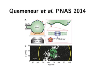 Mobility Measurements Probe Conformational Changes in Membrane-embedded ...