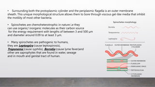 Mobility in different spirochetes bacteria .pptx