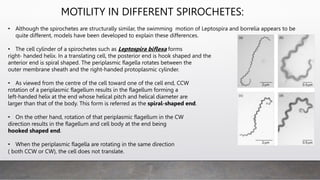 Mobility in different spirochetes bacteria .pptx