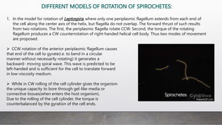 Mobility in different spirochetes bacteria .pptx