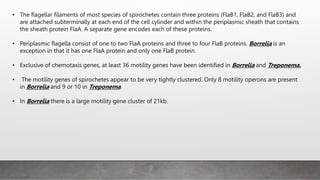 Mobility in different spirochetes bacteria .pptx