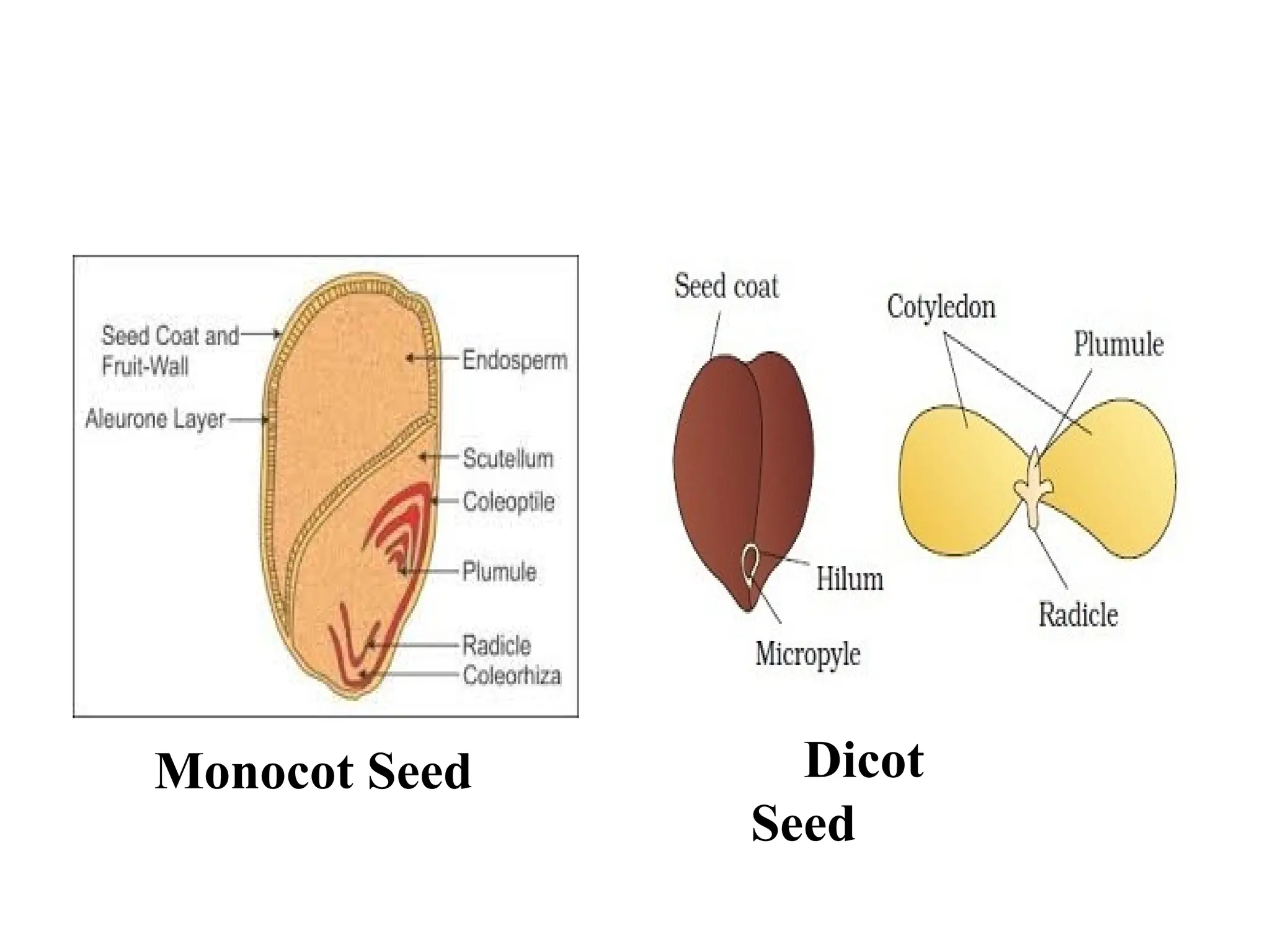 Mobilization of Stored Food Reserves .pptx