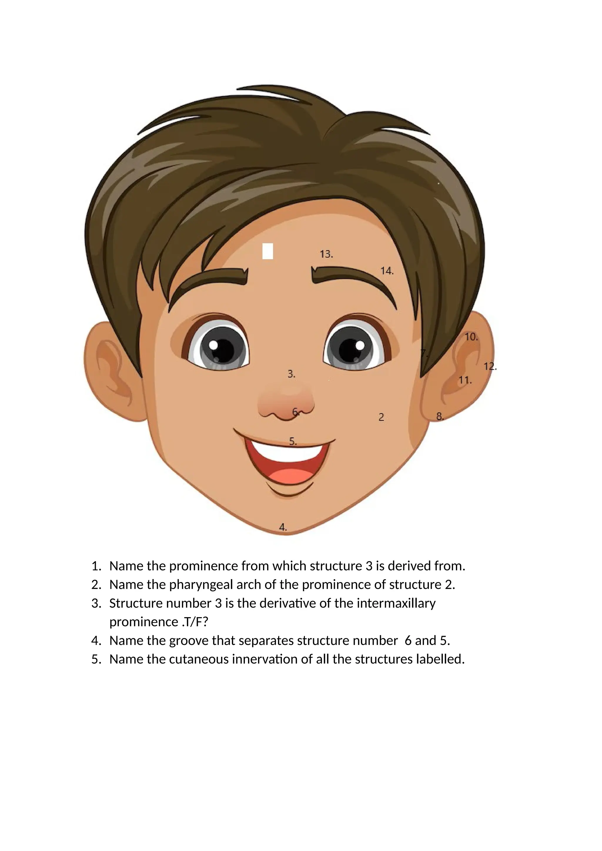 Neuroanatomy and osteology mock spotter doc.1 | PDF