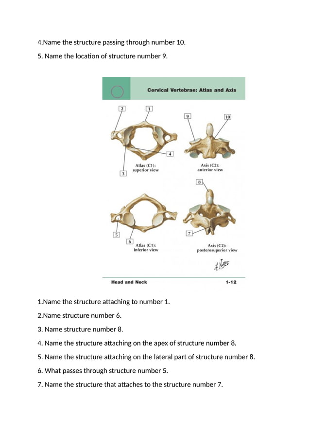 Neuroanatomy and osteology mock spotter doc.1 | PDF