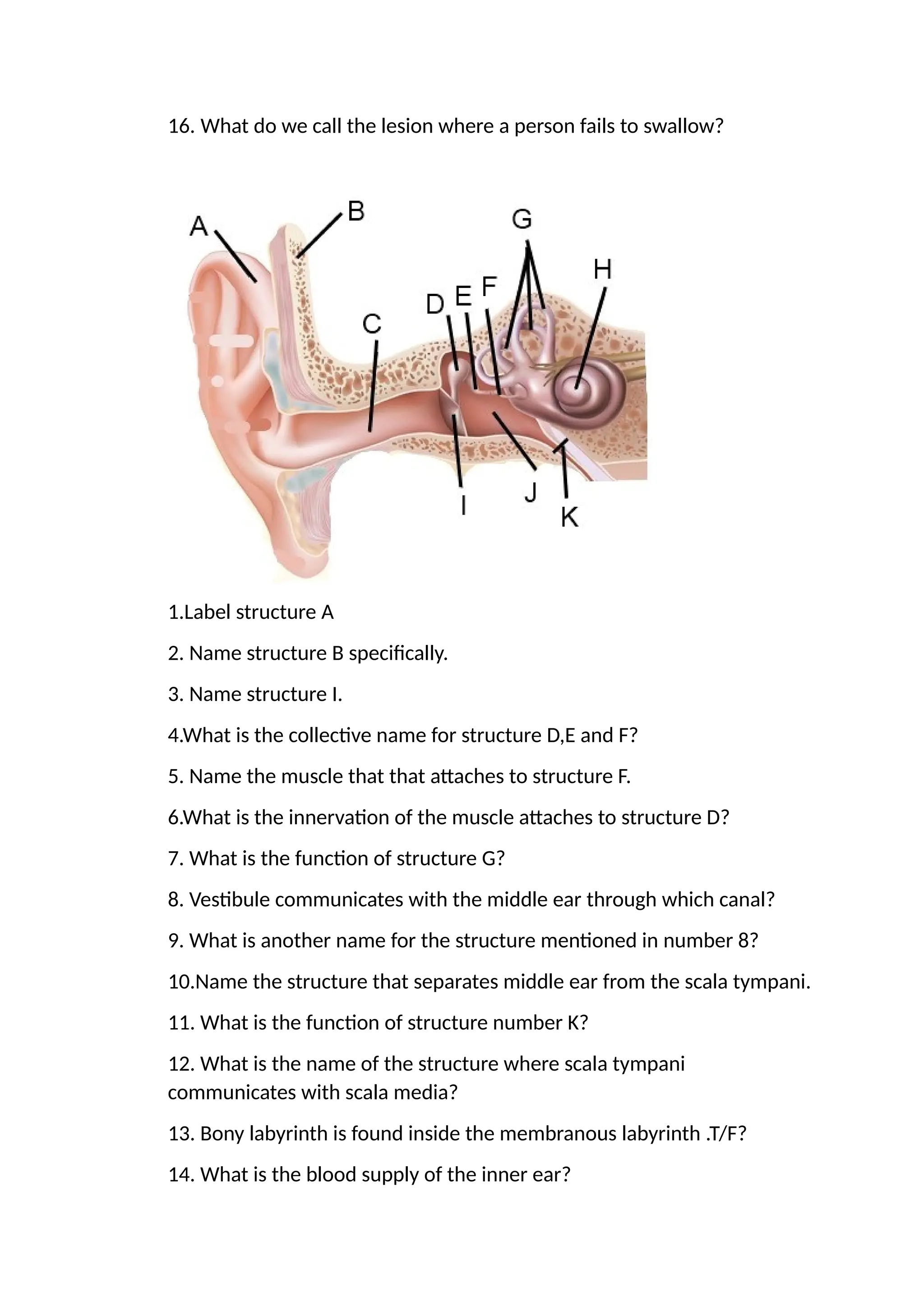 Neuroanatomy osteology (larynx) mock test | DOCX