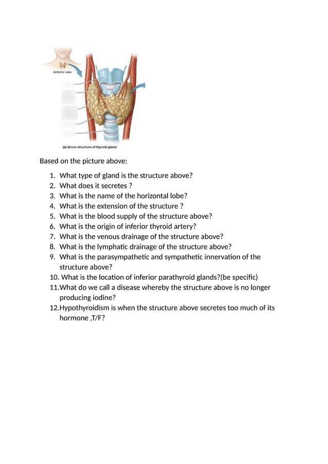 Neuroanatomy osteology (larynx) mock test | PDF