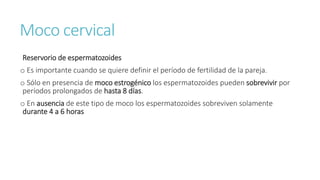 Moco cervical | PPTX