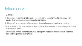 Moco cervical | PPTX