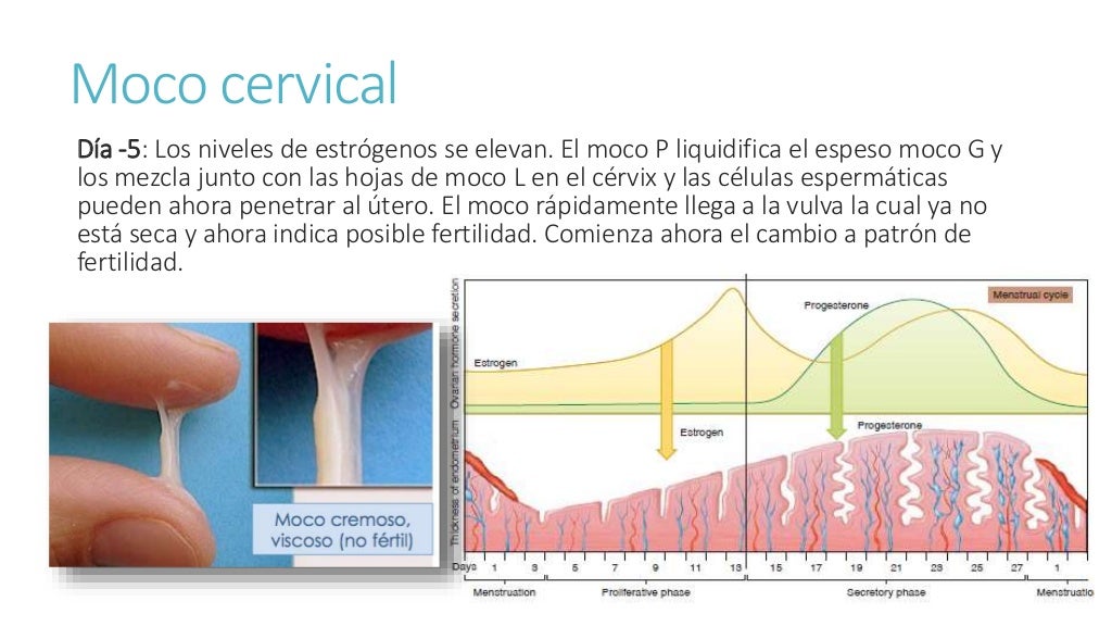 Moco cervical