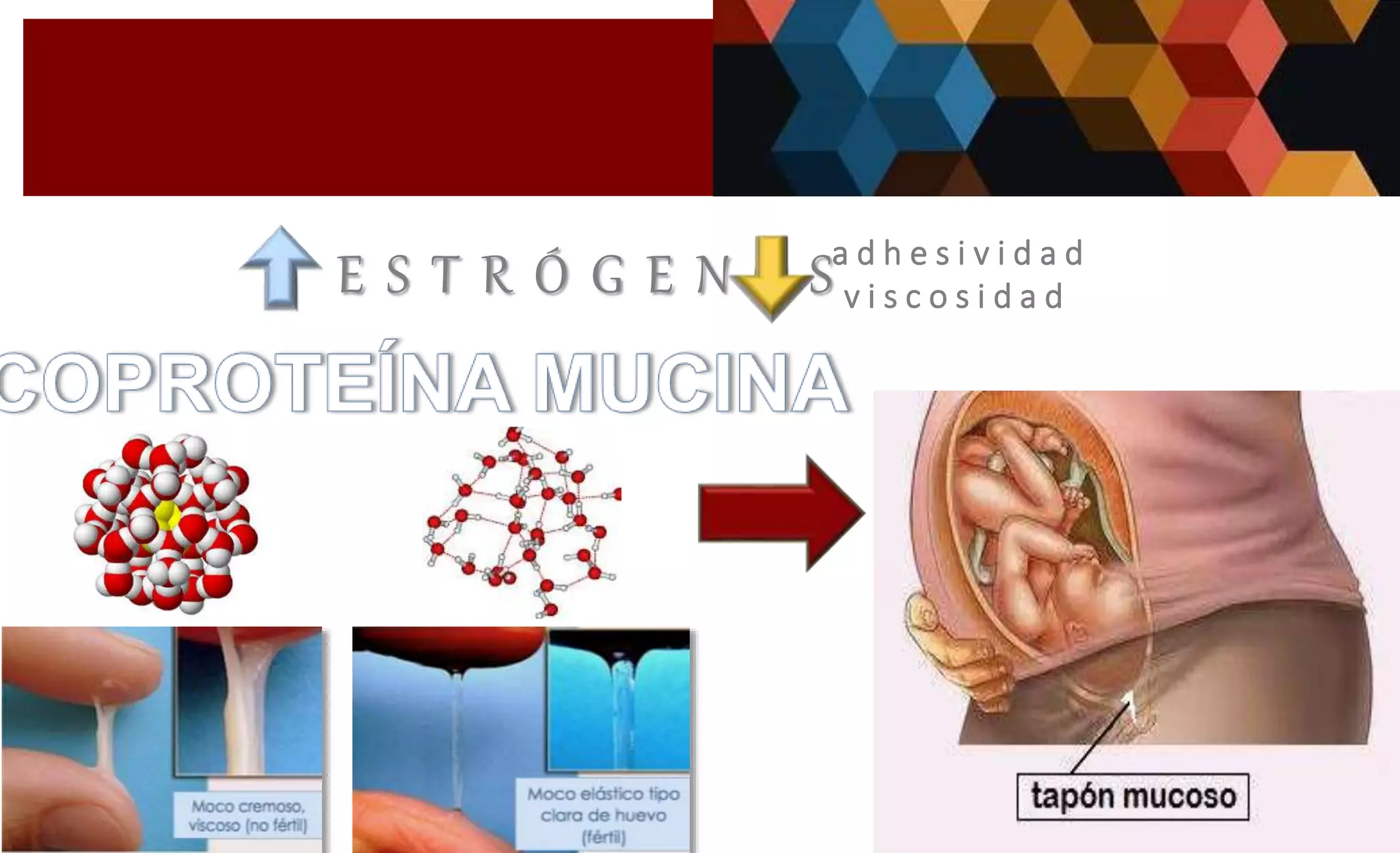 Semiología de moco cervical | PPT