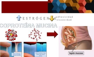 Semiología de moco cervical | PPTX