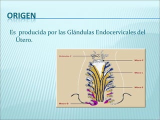 ¿Como es el moco cervical? | PPT