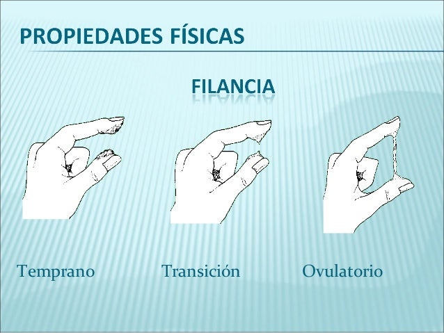 ¿Como es el moco cervical?