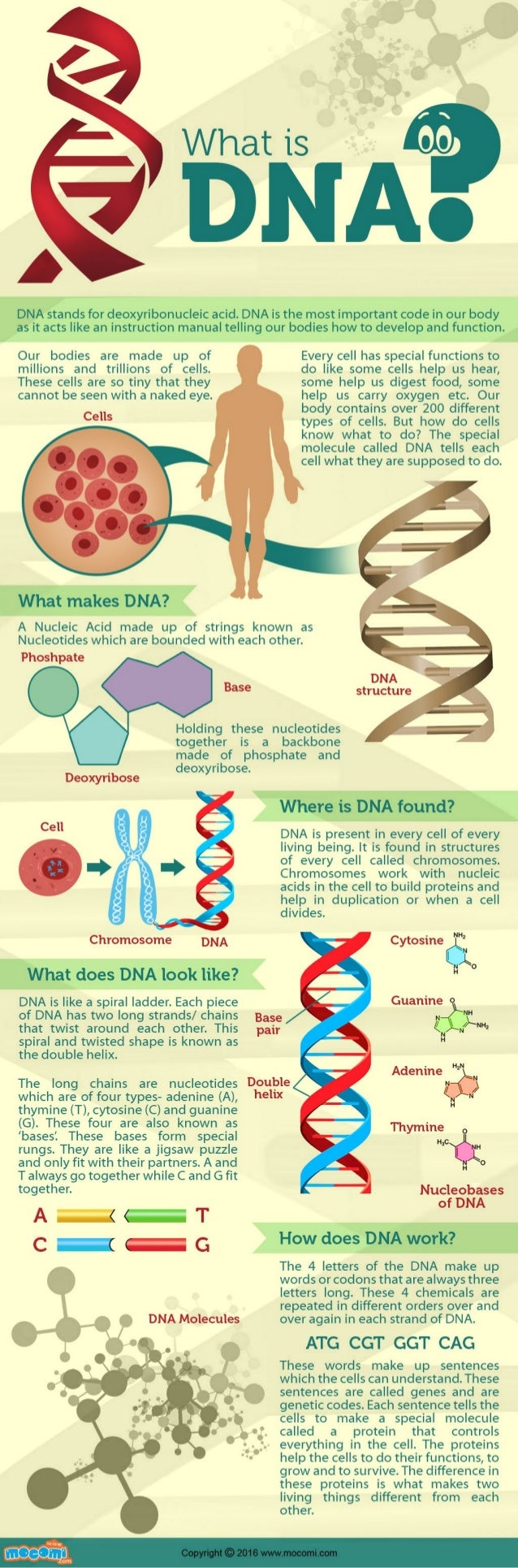 What is DNA – Mocomi Kids
