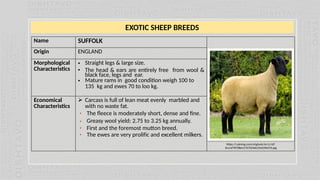 Mod. no. 3. Classification and study of Indigenous and exotic sheep ...