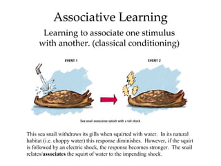 Mod 17 Classical Conditioning | PPT