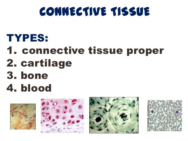 Classification Of Connective Tissue