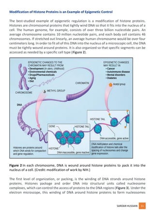 Mod 4 regulation of gene expression -notes SH.pdf