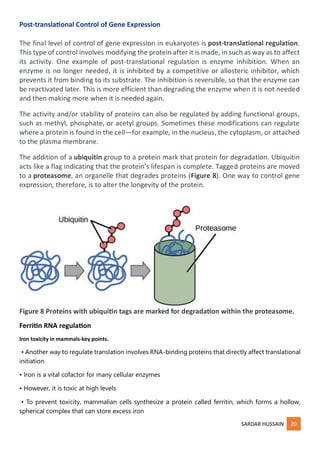 Mod 4 regulation of gene expression -notes SH.pdf