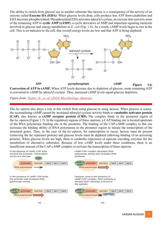 Mod 4 regulation of gene expression -notes SH.pdf