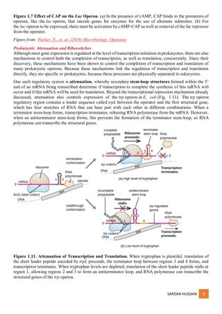Mod 4 regulation of gene expression -notes SH.pdf