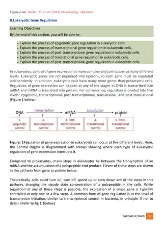 Mod 4 regulation of gene expression -notes SH.pdf