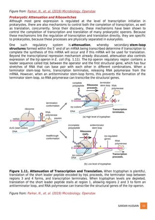 regulation of gene expression - part 1 | PDF
