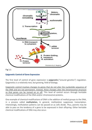 regulation of gene expression - part 1 | PDF