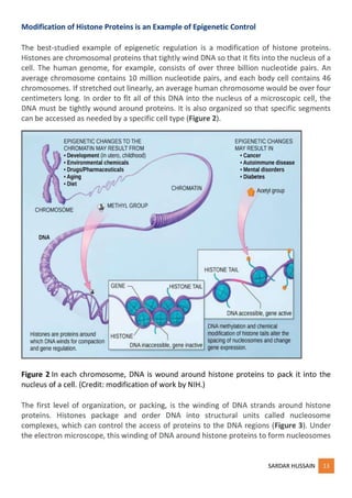 regulation of gene expression - part 1 | PDF