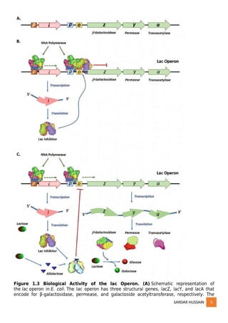 regulation of gene expression - part 1 | PDF