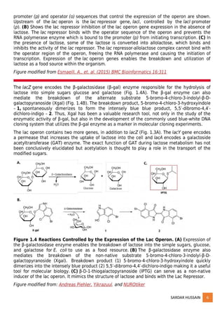 regulation of gene expression - part 1 | PDF