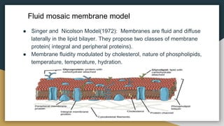 Modal membranes ) | PPTX