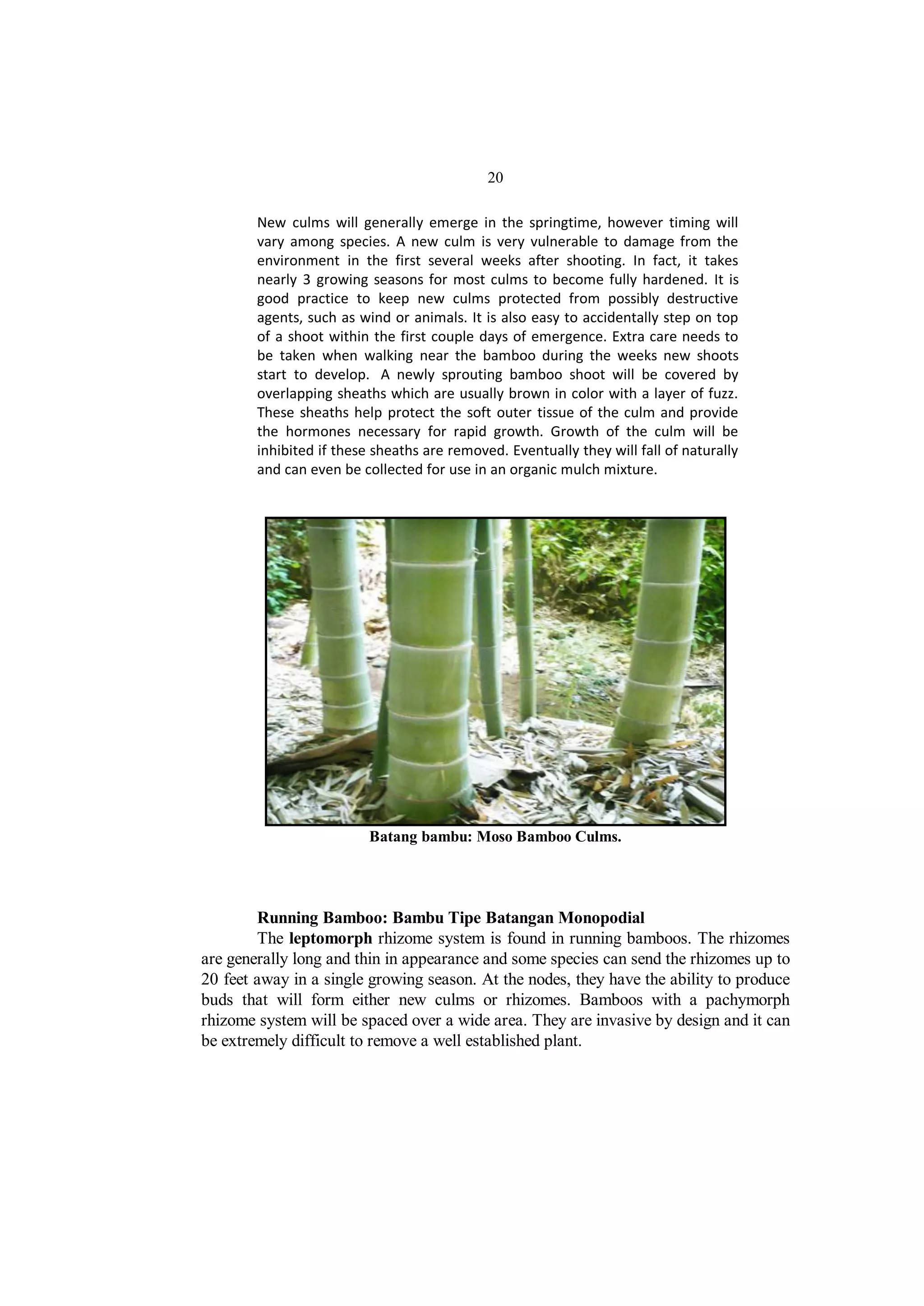 Model perencanaan kawasan agroforestry bambu | PDF