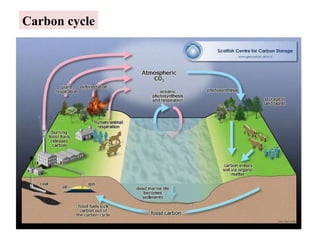 Ecosystem Models & Biogeochemical Cycles | PPTX