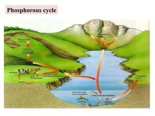 Ecosystem Models & Biogeochemical Cycles | PPTX