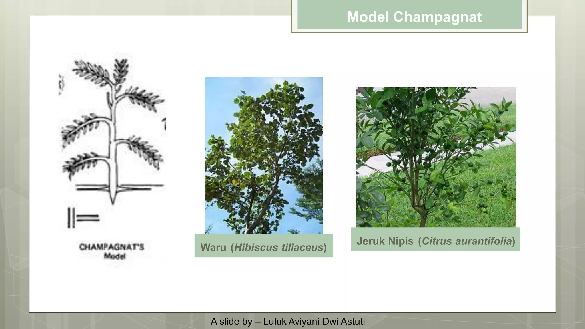 Model Arsitektur Pohon | PPTX
